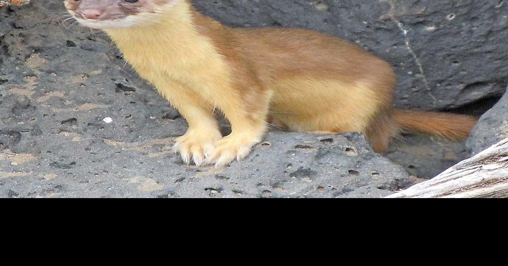 Wild Ideas: The fierce and efficient weasel | Features | rappnews.com