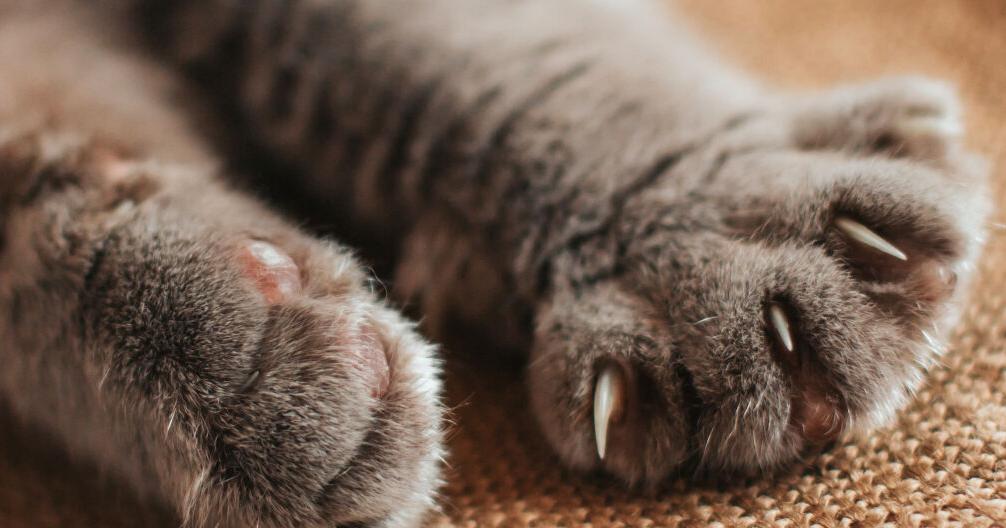More cats could keep their claws in Virginia | Government | rappnews.com