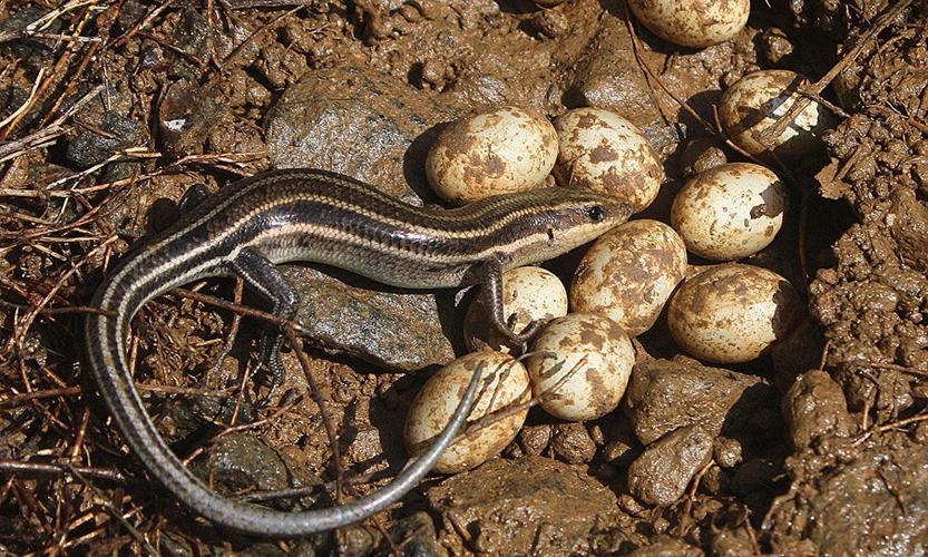 five lined skinks eggs