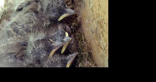 eastern phoebe eggs hatching