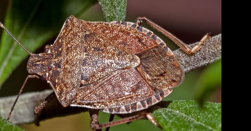 Stink bugs alive and well, but numbers not growing | Features ...