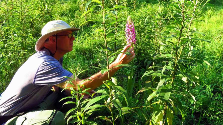 ‘Top secret’ orchid discovered on Eldon Farms | Agriculture | rappnews.com
