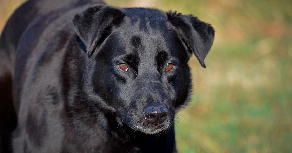 Meet your next best friend: Ruby | Pets | rappnews.com