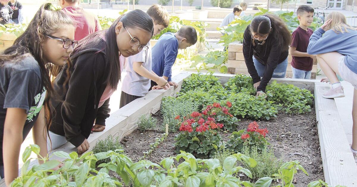 Student gardens provide learning, sharing opportunities | Local News ...