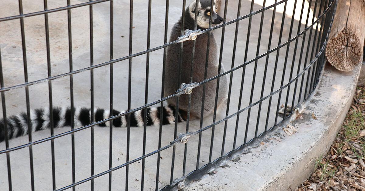 Keeper Chat at zoo led by director last weekend | Local News | rdrnews.com