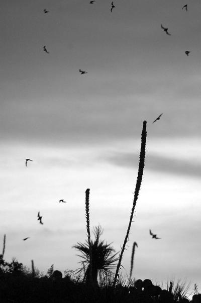 Go and See Calendar — From dawn to dusk — bats get their day at ...