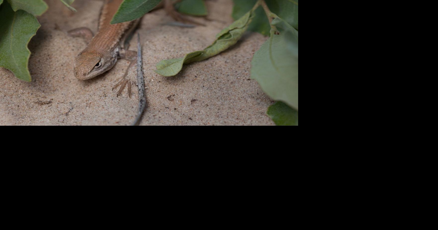 US Fish and Wildlife seeks public input on dunes sagebrush lizard ...