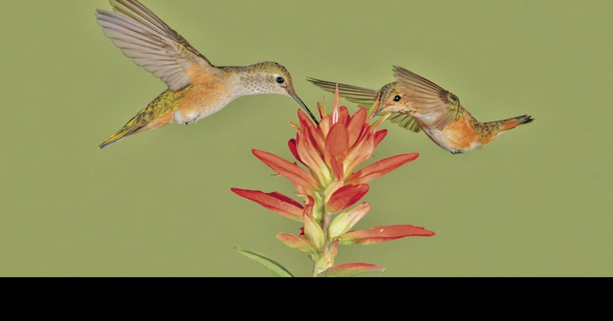 Photo exhibit captures the world of hummingbirds | | rdrnews.com