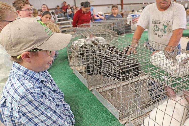 Rabbit Show takes center stage at 4-H and FFA Fair | Local News ...