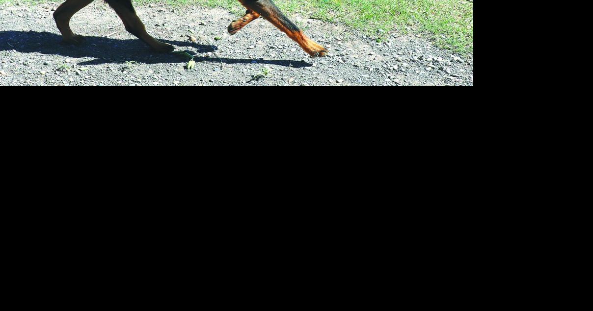 Picturing the Day -- Prancing dog at Woof Park | Local News | rdrnews.com