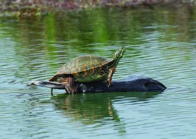 Lawsuit filed over imperiled Pecos River turtle | Local News | rdrnews.com