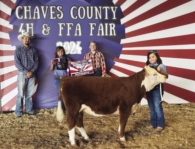 From champions in the bovine world to the prettiest heifer of them all ...