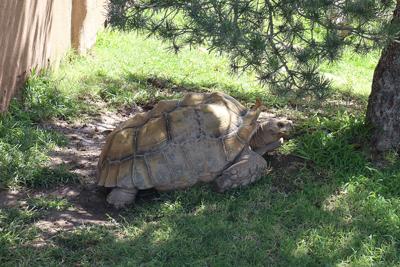 Friends of the Spring River Zoo seek direction | Local News | rdrnews.com
