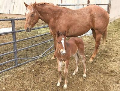 Family gets ‘Miracle’ newborn colt | Local News | rdrnews.com