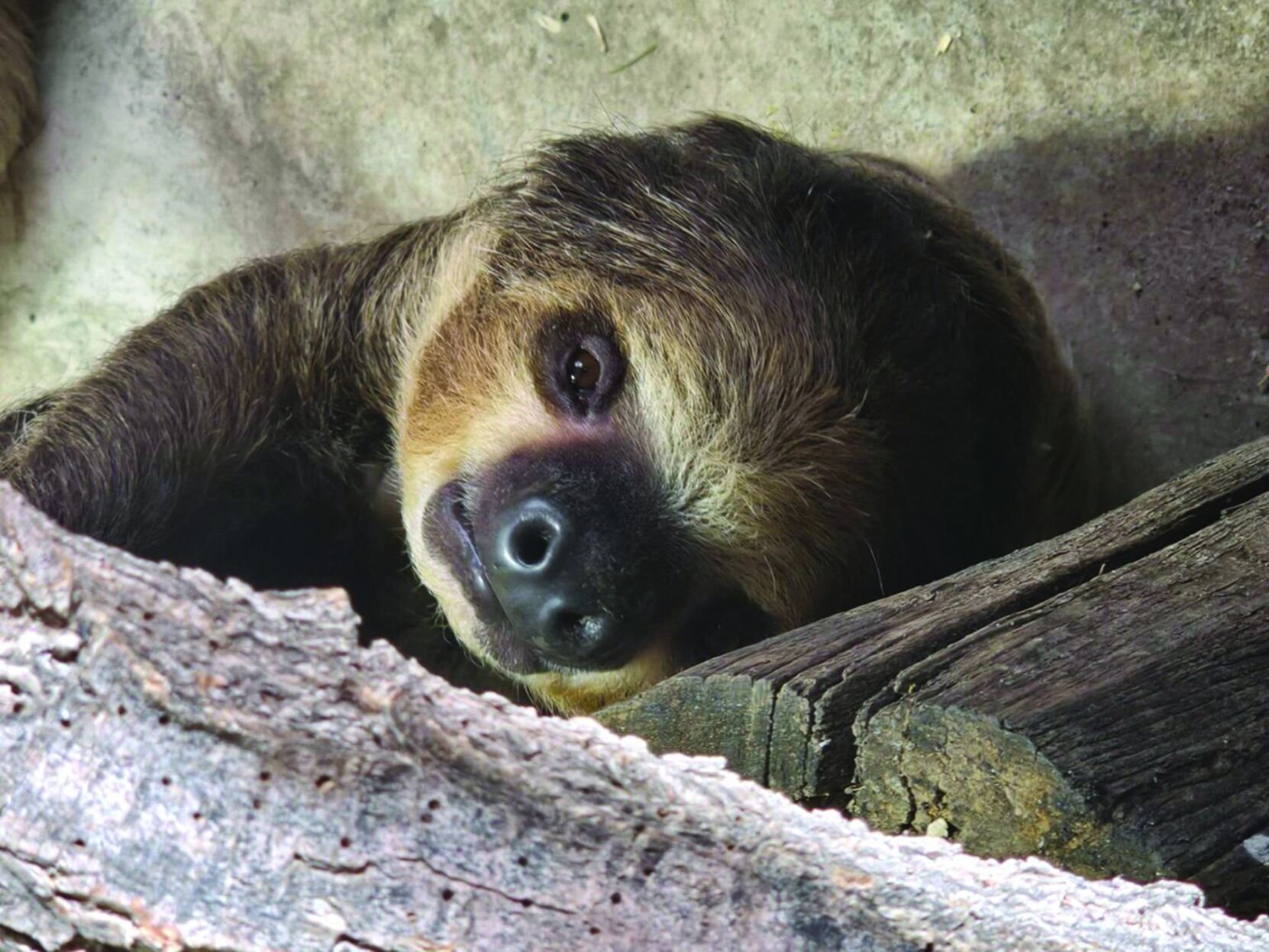 ‘Coolest thing ever’: Sloths arrive at Alamogordo zoo | State | rdrnews.com