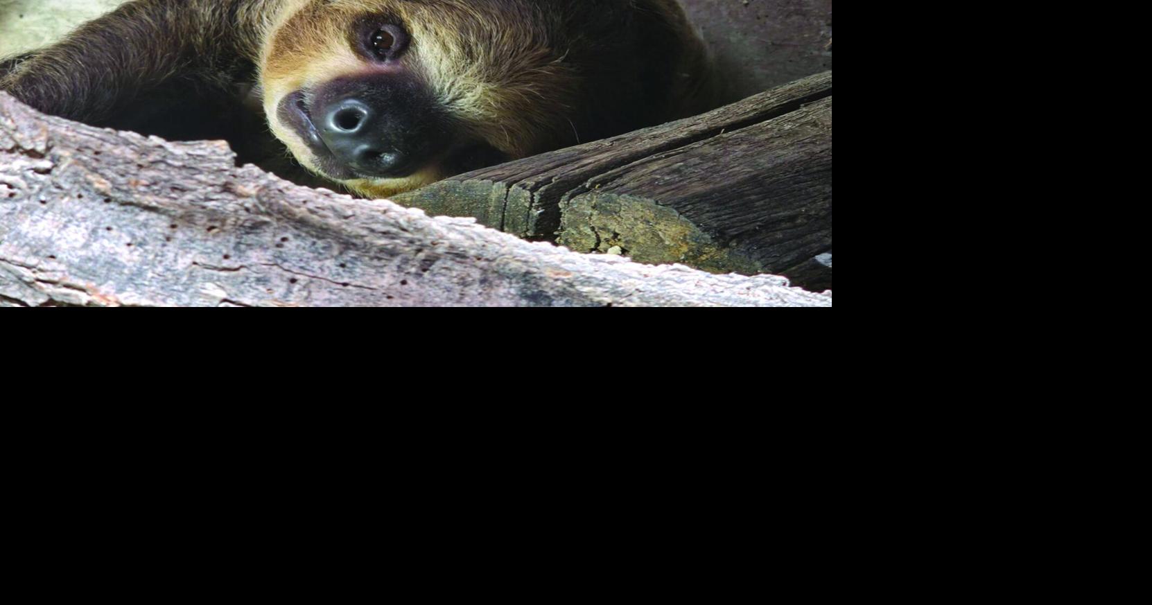‘Coolest thing ever’: Sloths arrive at Alamogordo zoo | State | rdrnews.com
