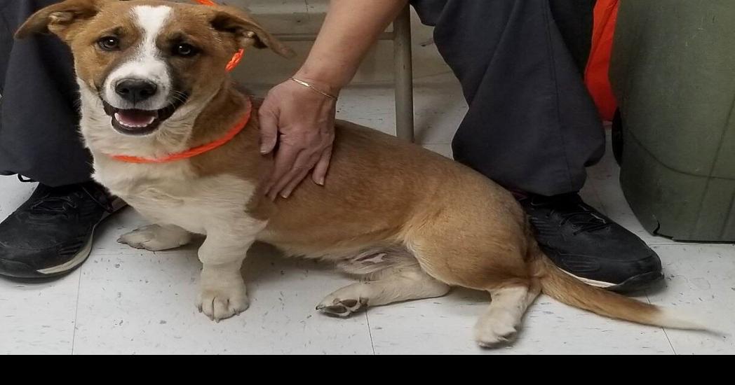 Roswell Humane Society Dog of the Week — Rex | Community | rdrnews.com