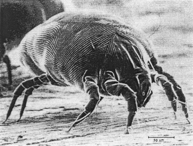 Allison’s Professional Carpet & Upholstery Cleaning | Local Businesses ...