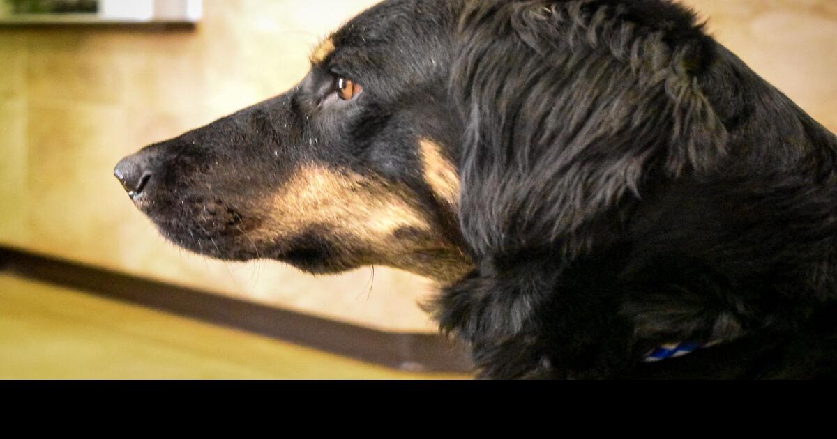 Roswell Animal Services Dog of the Week | Community | rdrnews.com