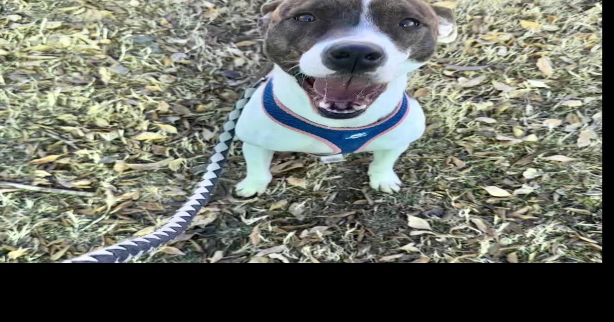 Roswell Humane Society Dog of the Week — Carrie | Community | rdrnews.com