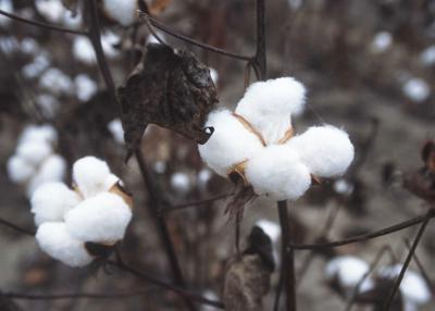 USDA elevates 'Plant Not Plastic' initiative | National | rdrnews.com