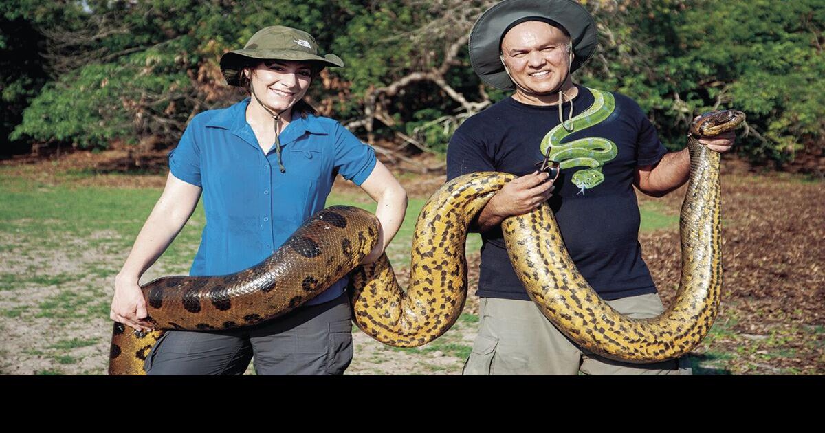 NMHU researchers discover new species of Giant Anaconda in South ...