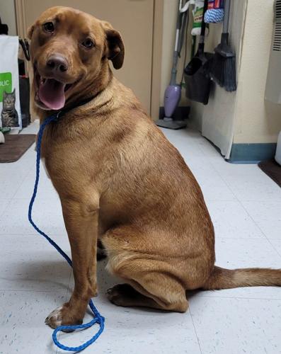 Roswell Humane Society Dogs of the Week — Willow | Community | rdrnews.com