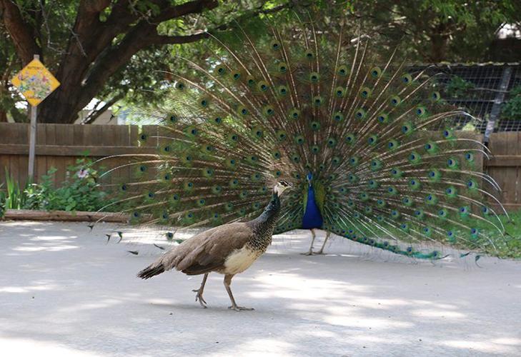 Spring River Zoo celebrates 55th anniversary | Local News | rdrnews.com