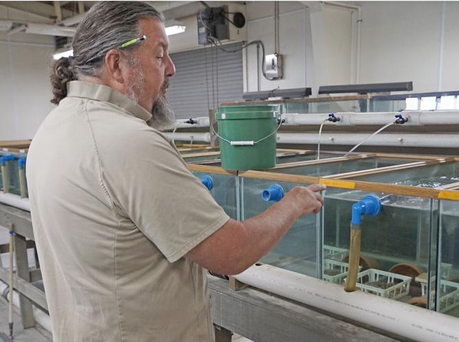 Threatened and endangered species focus of Dexter hatchery | Local News ...