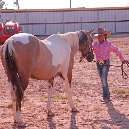 4-H/FFA Horse Show reigns in fans | Local News | rdrnews.com