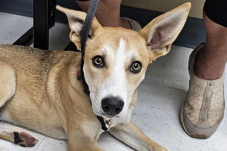 Roswell Humane Society | | rdrnews.com