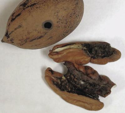 Residential pecan growers urged to check for weevils | Local News ...