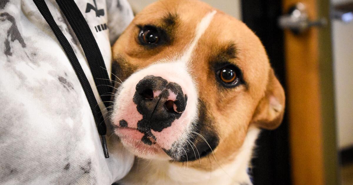 Roswell Animal Services Dog of the Week | Community | rdrnews.com