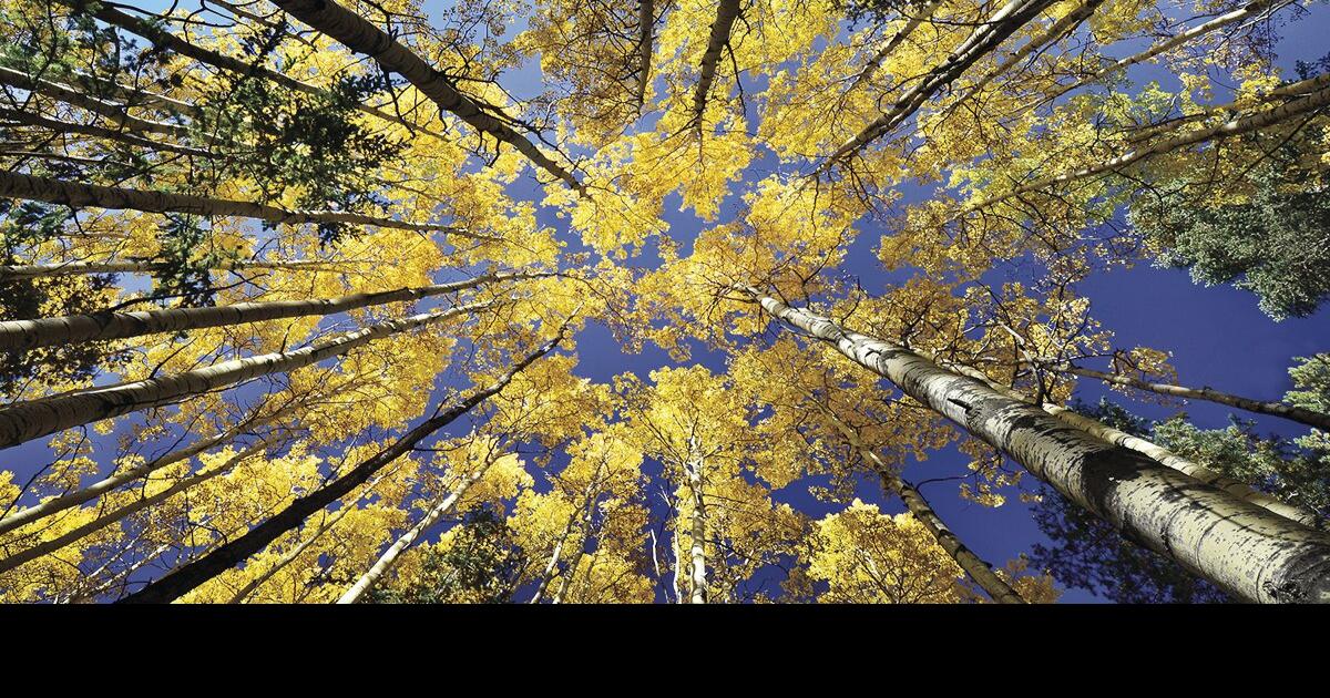 Golden aspens in the mountains | Vision | rdrnews.com