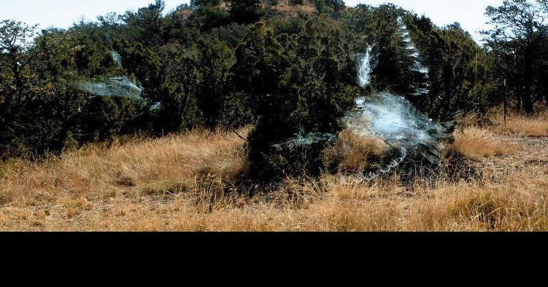 Anatomy of an avian collision | Vision | rdrnews.com