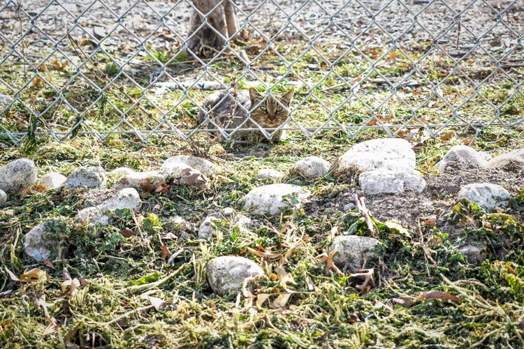 Four animals at Spring River Zoo killed by dogs | Local News | rdrnews.com