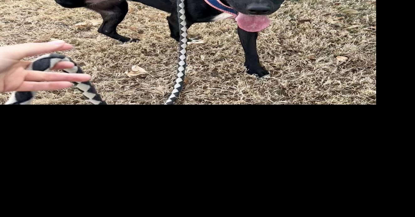Roswell Humane Society Dog of the Week — Ari | Community | rdrnews.com