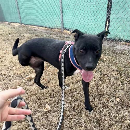 Roswell Humane Society Dog of the Week — Ari | Community | rdrnews.com