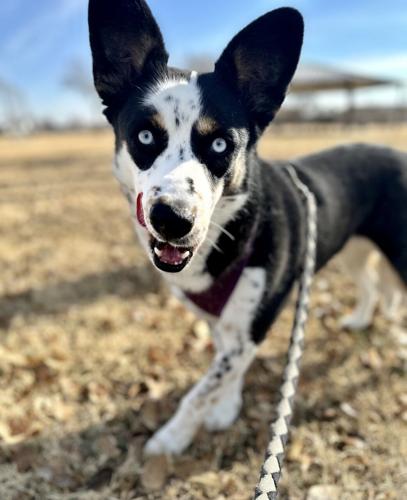 Roswell Humane Society Dog of the Week — Lady Blue | Community ...
