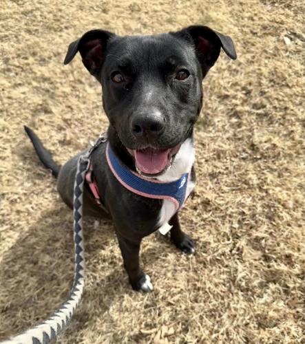Roswell Humane Society Dog of the Week — Ari | Community | rdrnews.com