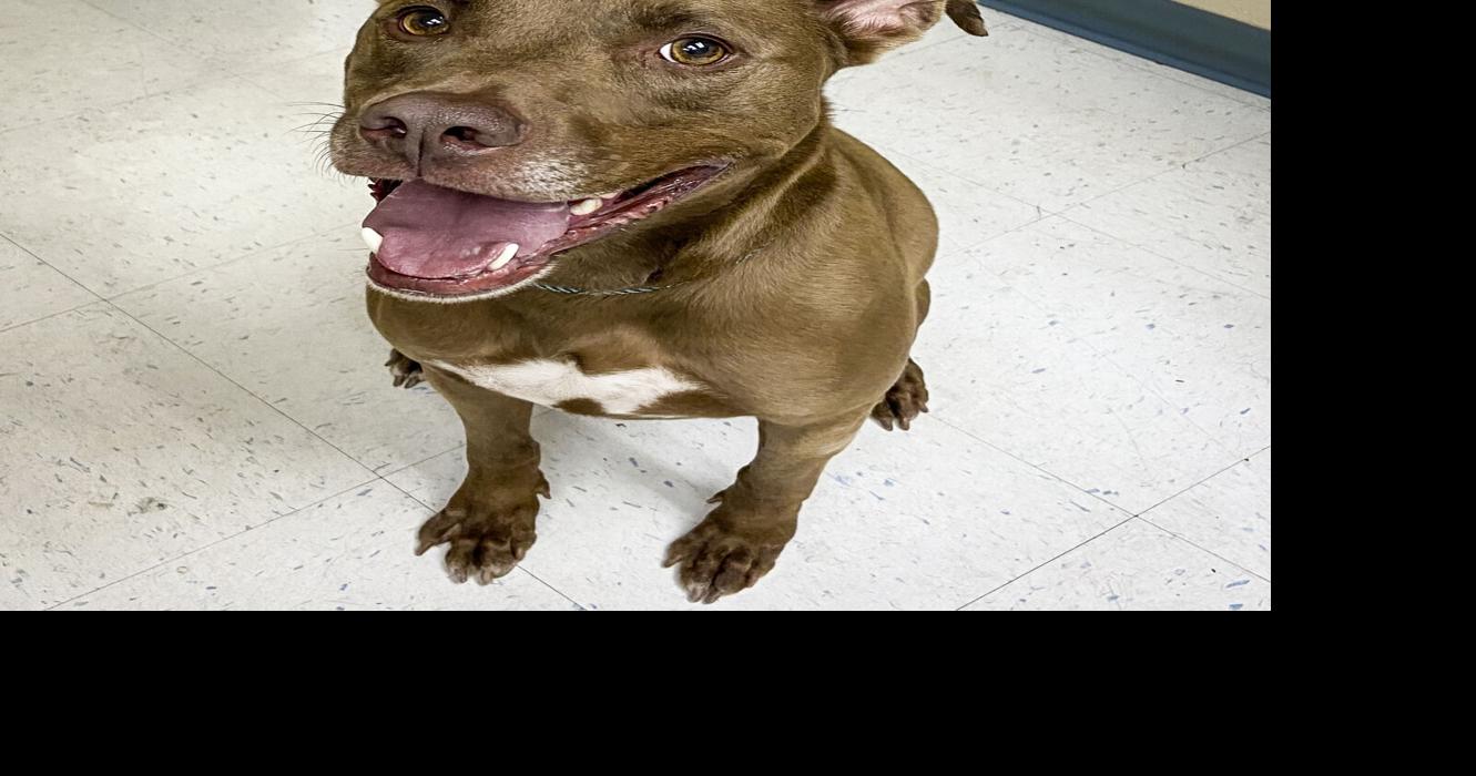 Roswell Humane Society Dogs of the Week — Hondo | Community | rdrnews.com