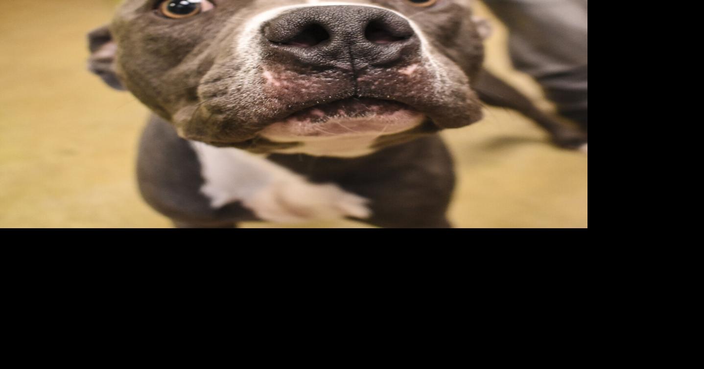 Roswell Animal Services Dog of the Week | Community | rdrnews.com