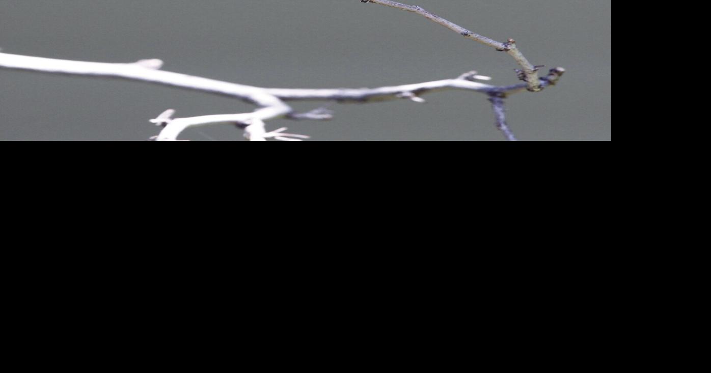 Meet the jet pilots of the insect world | Vision | rdrnews.com