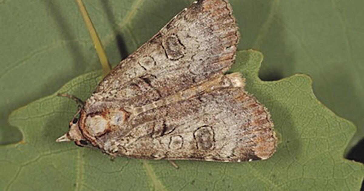 Miller moth season in area won’t last much longer | State | rdrnews.com