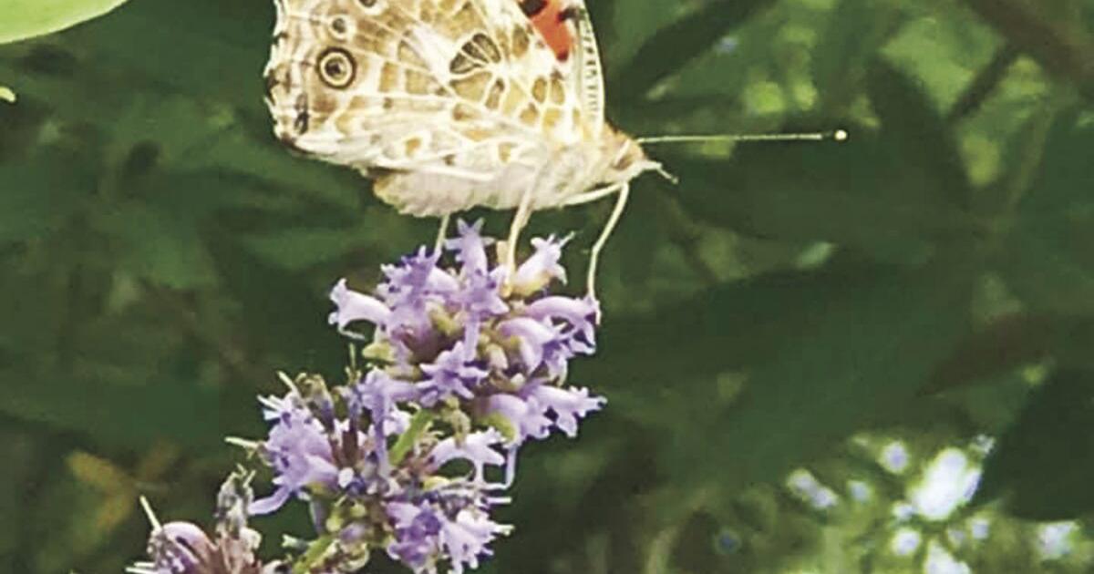 The Morning Garden Club invites the public to its free Pollinator Party ...