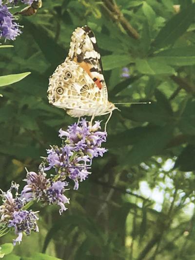 The Morning Garden Club invites the public to its free Pollinator Party ...