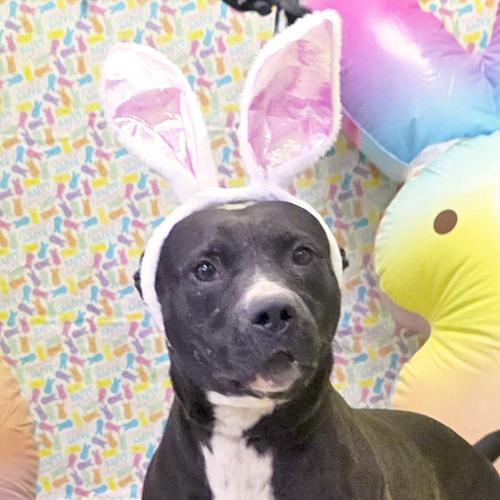 Roswell Animal Services | Community | rdrnews.com