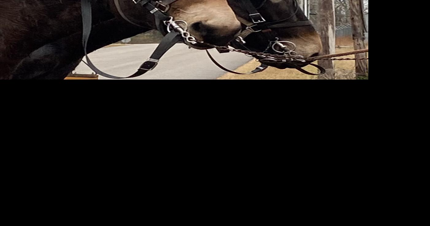 Mules: Intelligent, Sure-Footed and Misunderstood | News ...