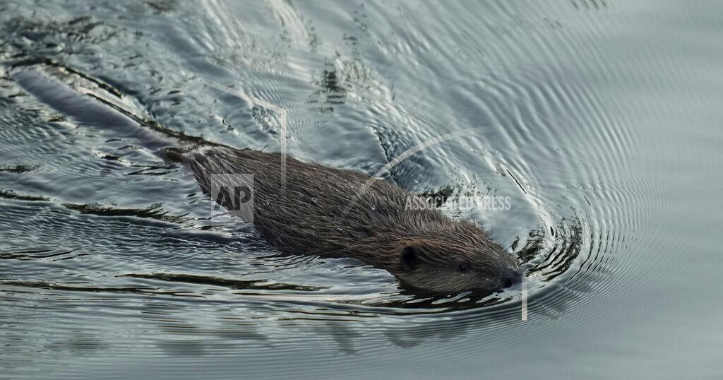 Tule River Tribe participating in effort to bring back beavers | Photos ...