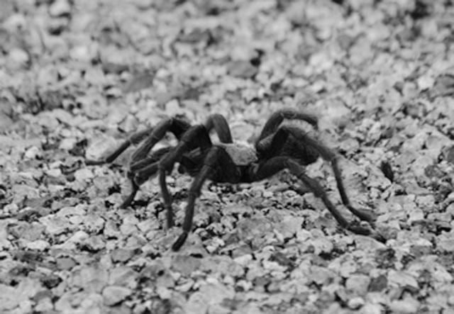 The tarantulas are walking | Columnists | recorderonline.com